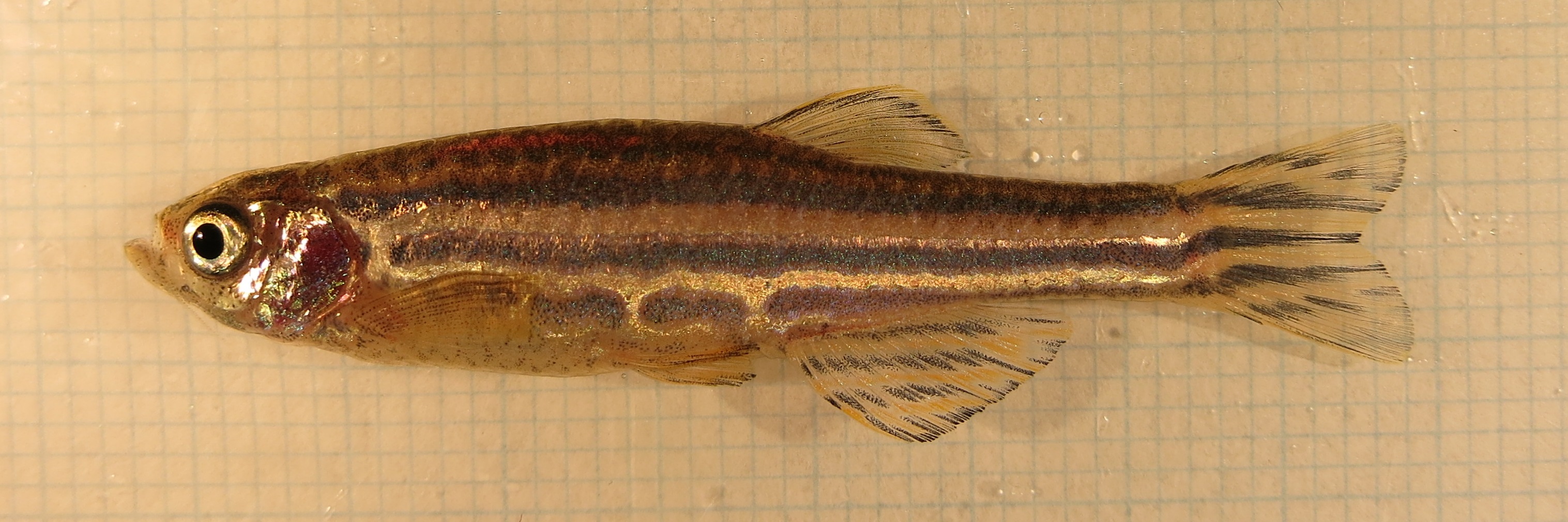 Contact us – McGuigan Lab